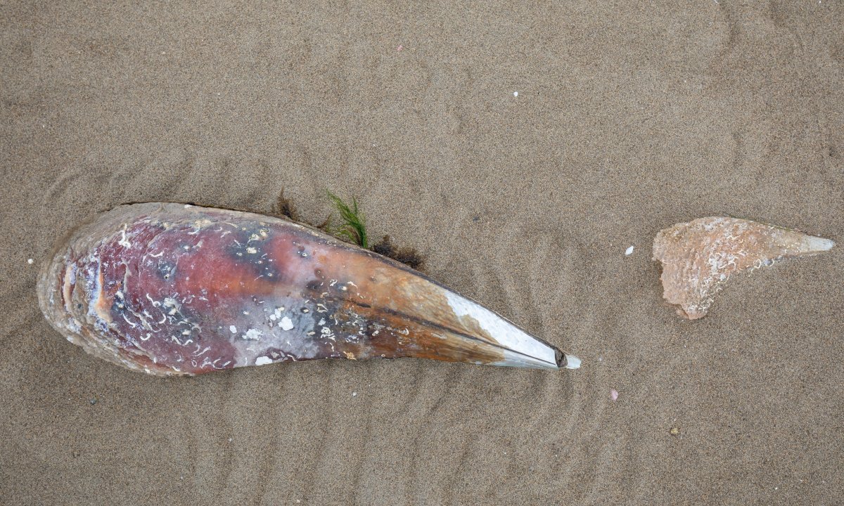 Eko Kvarner upozorava na pomor plemenitih periski u Jadranu - tportal