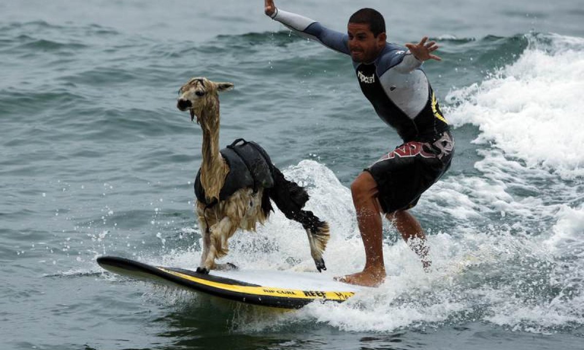 Jeste li znali da i ljame i opatice surfaju? - tportal