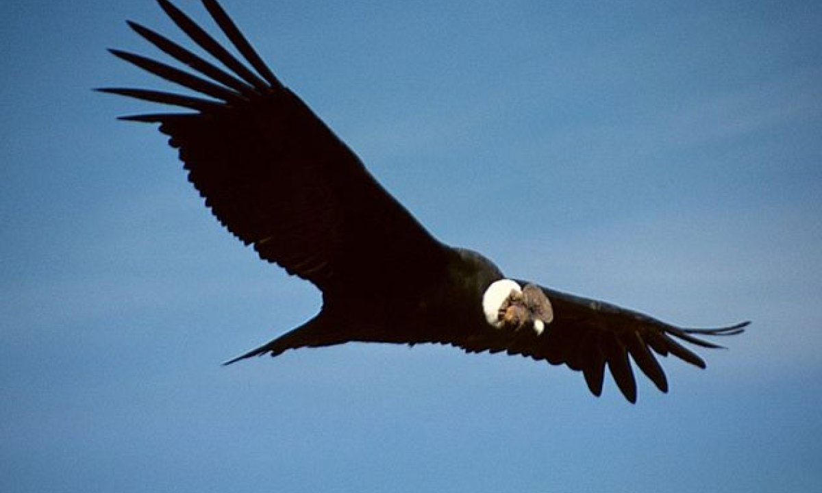 Otrovani kondori ponovno lete - tportal