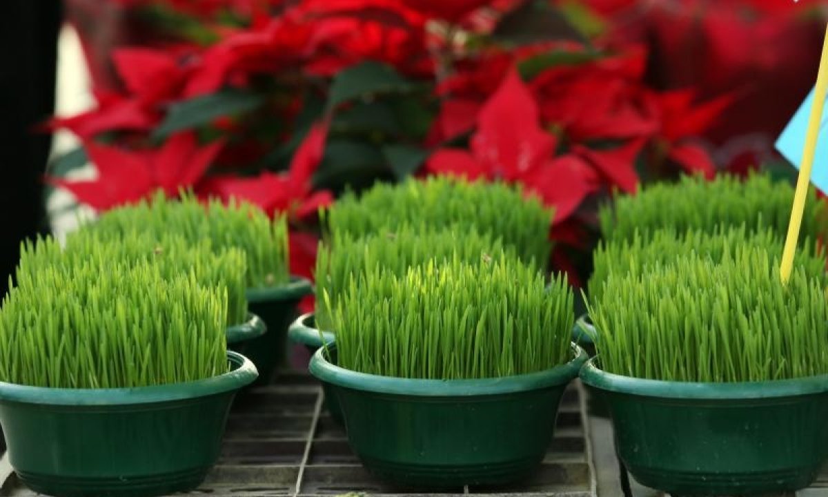 Lastane, jesmo li Vigilare i ja jugonostalgičari? - tportal