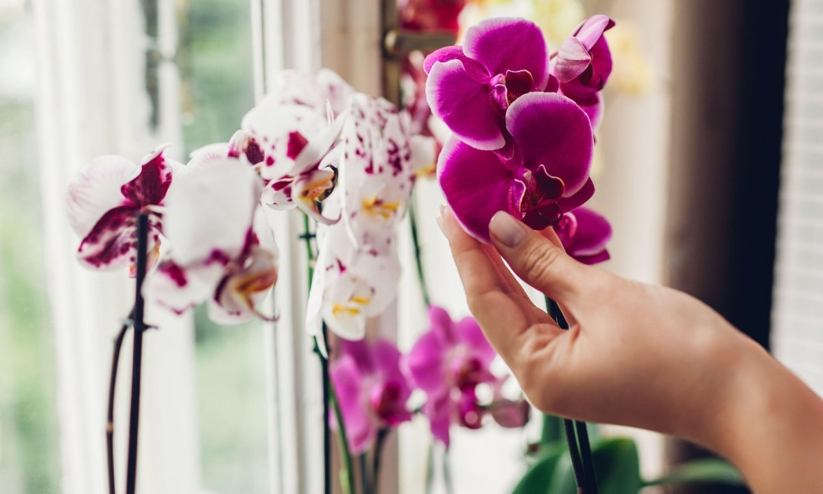 Kako potaknuti uspavane orhideje na cvatnju? Uz ove promjene cvjetat će raskošno i više puta ...