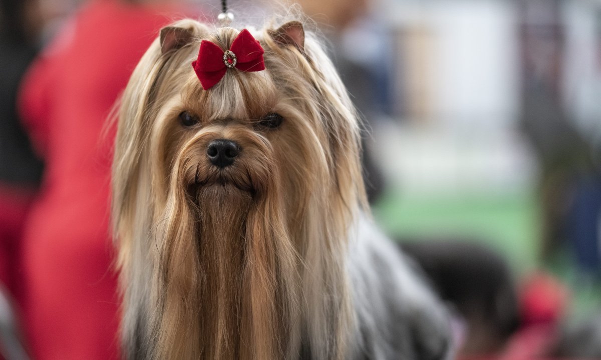 Ovo su psi koji su se borili za titulu najljepšeg; koji je vaš favorit ...
