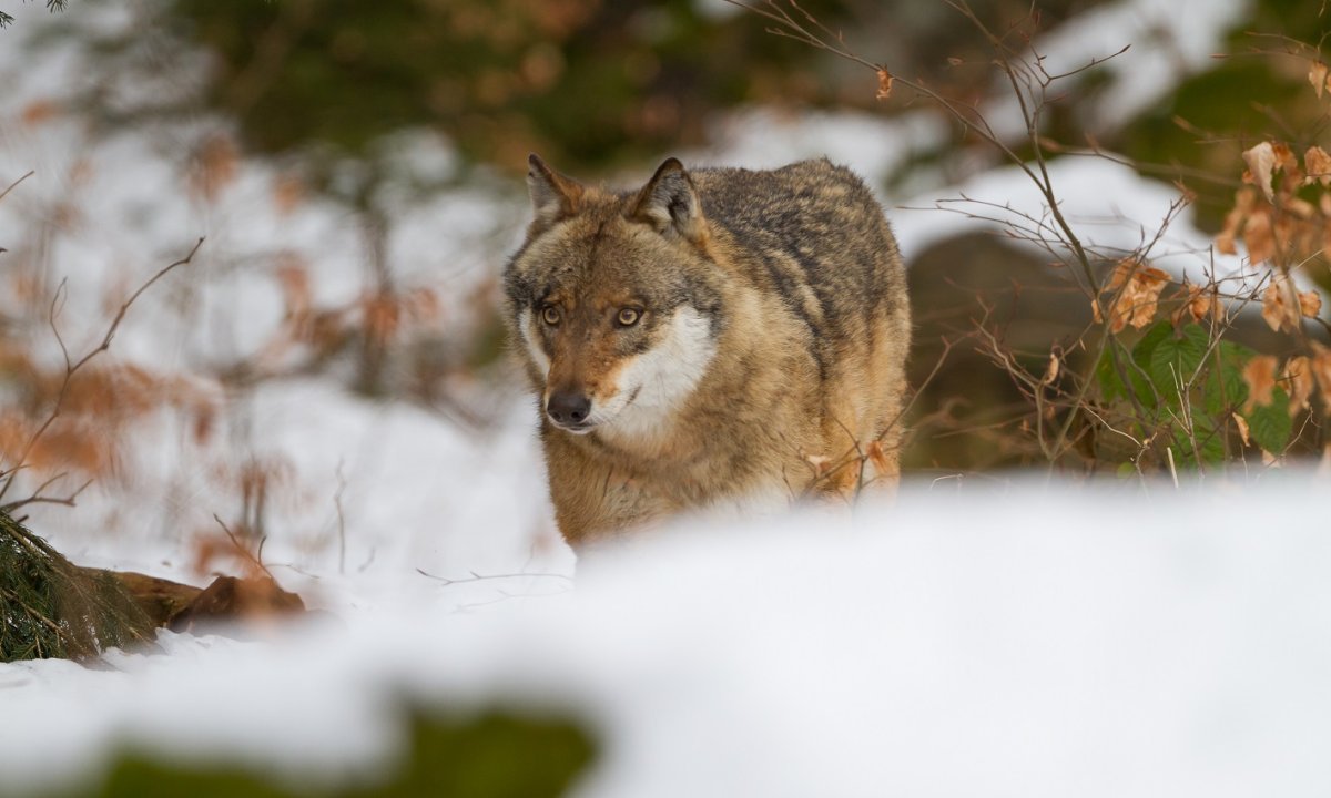 [FOTO] Snijeg ih otkrio: Znate li prepoznati tragove medvjeda, vuka ili ...