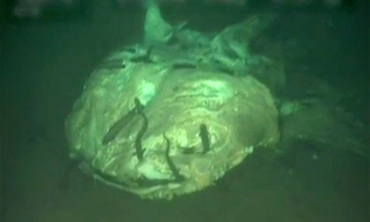 Na dnu oceana otkriveno cijelo groblje morskih divova - tportal