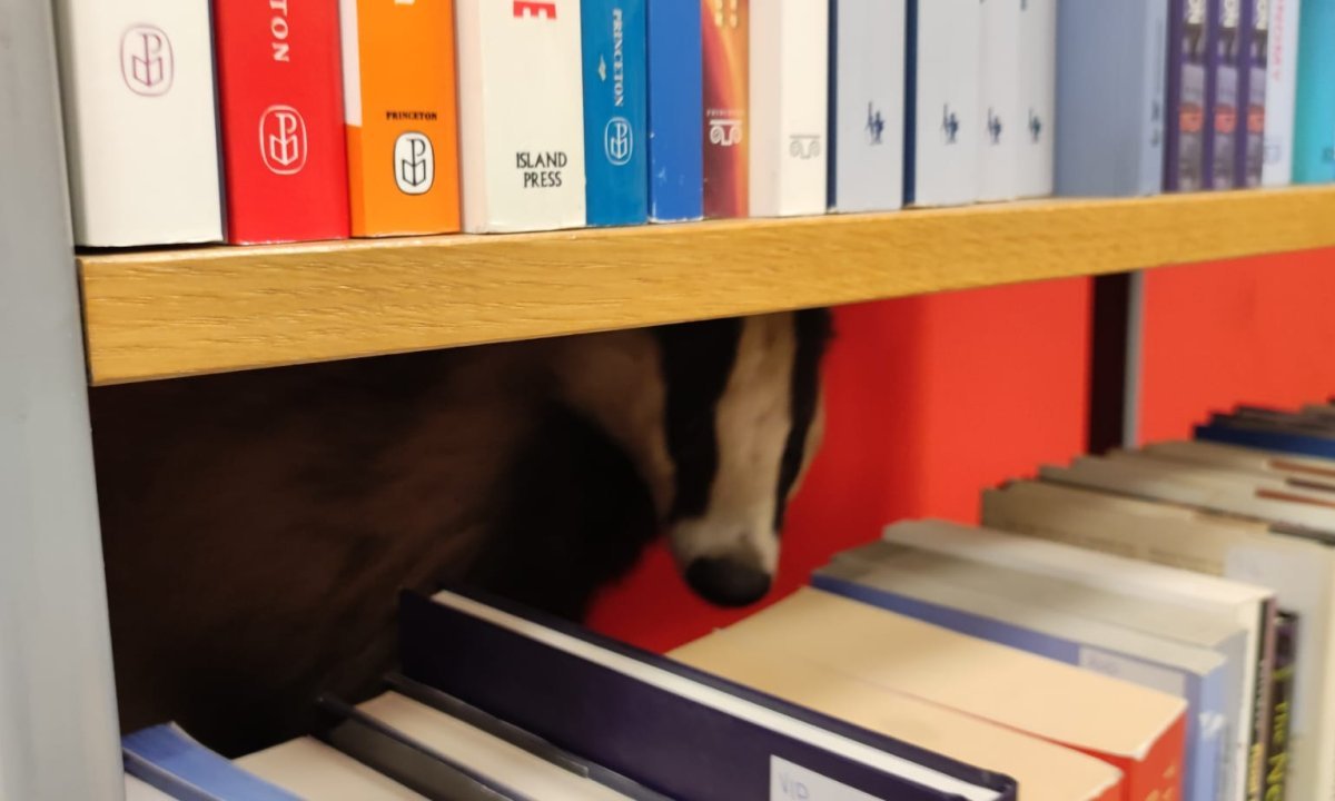 Jazavac napravio dar-mar u knjižnici u središtu Zagreba - tportal