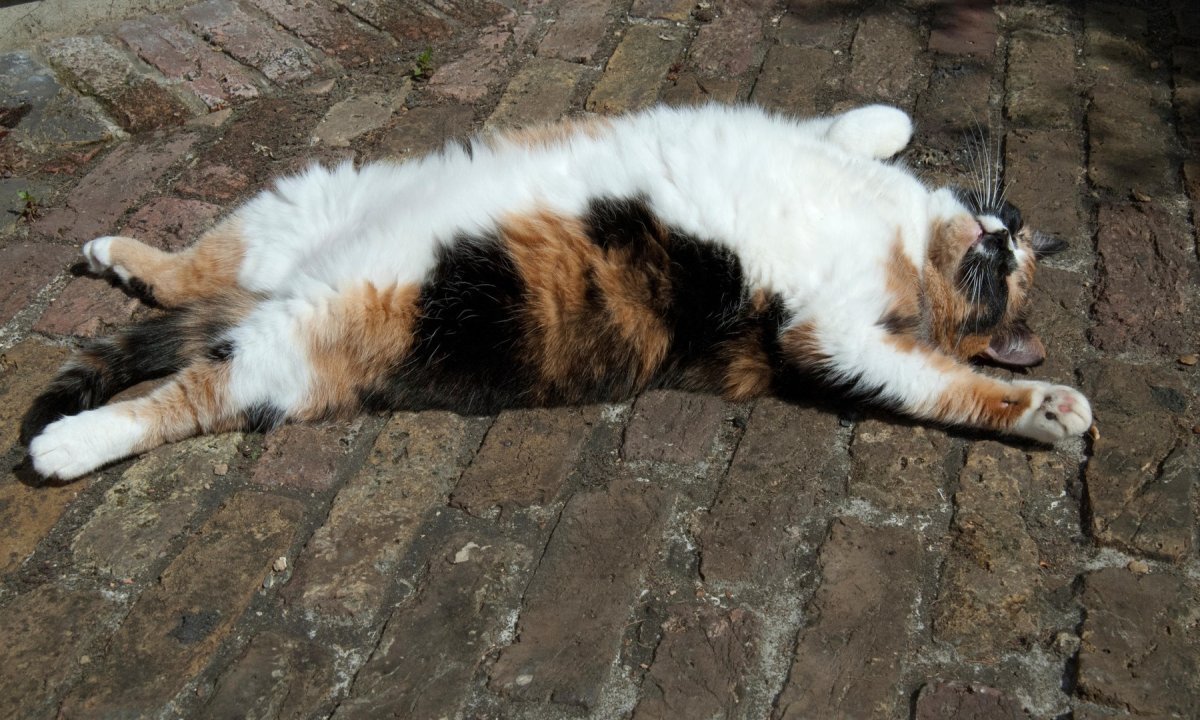 Imaju li mačke pupak? - tportal