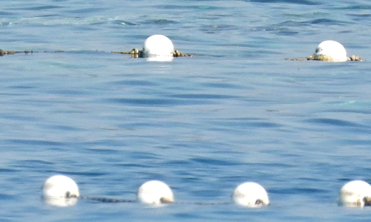 Obiteljska idila: Pogledajte kako se David Beckham zabavlja u moru kraj ...