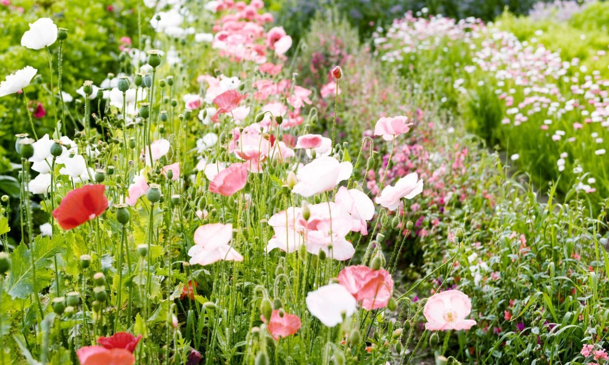 Izgleda tako dobro: Ovo je korov koji se isplati imati u vrtu - tportal