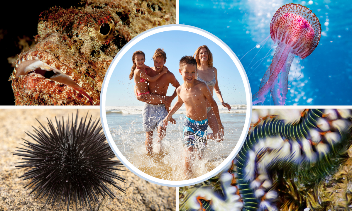 Izbjegnite nesnosne bolove: Koje opasnosti vrebaju u plićaku i kako sanirati ozljede - tportal