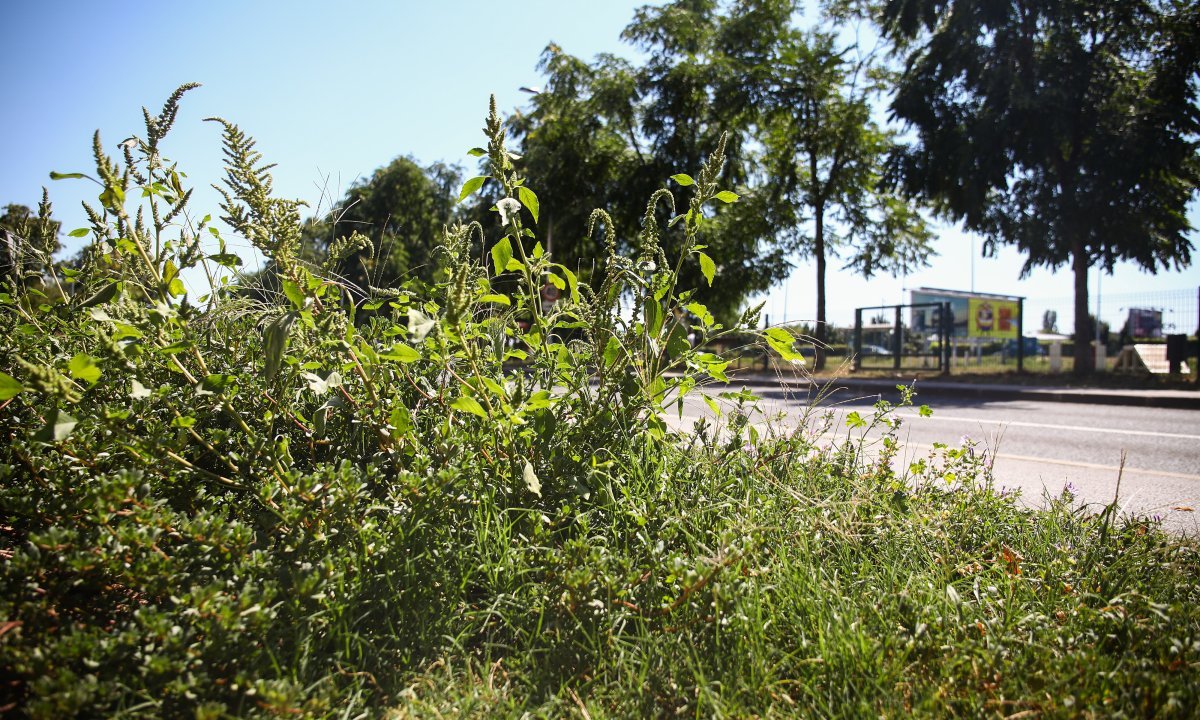 Đungla u smeću: Pogledajte na što liči Zagreb, službe su opet zakazale ...