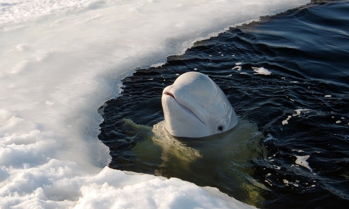 Stručnjakinja za kitove smatra da je Hvaldimir pripadao vojsci, ali ...