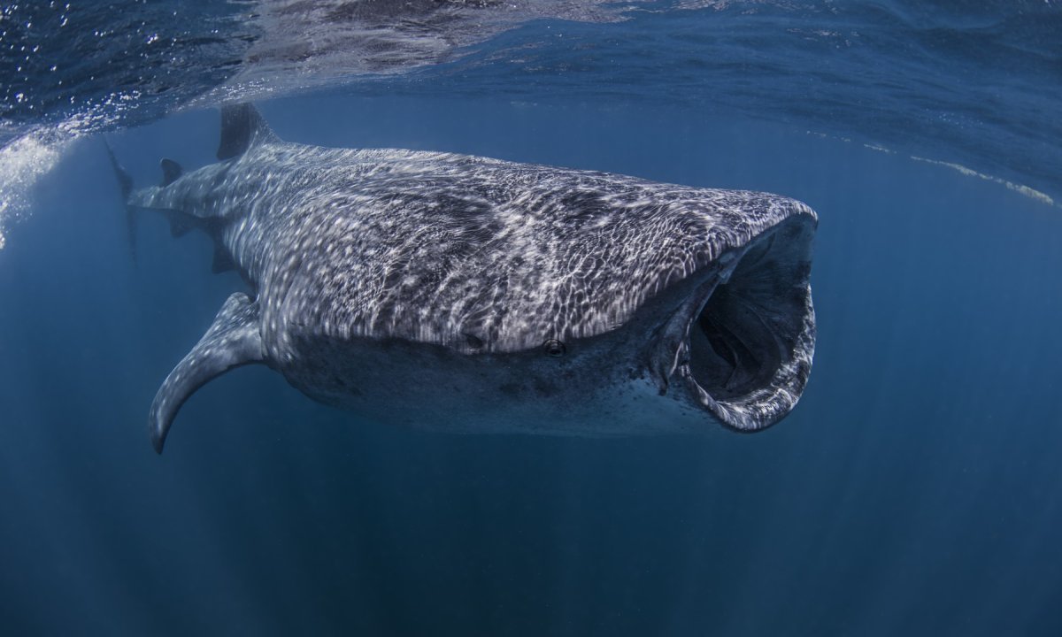 Ovim nevjerojatnim životinjskim vrstama prijeti izumiranje - tportal