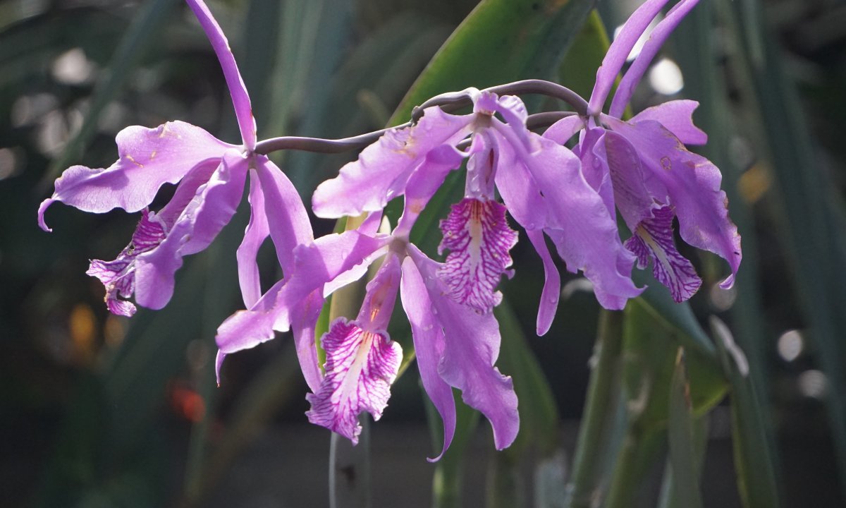 Ovo je orhideja koja ima spektakularne cvjetove, a zahtijeva minimalnu ...