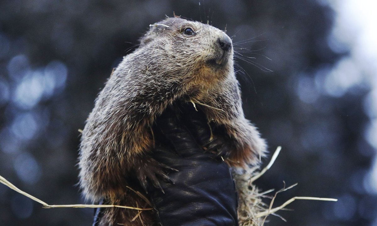 Tko je svizac Phil: Dlakavi meteorolog svake godine otkriva koliko će ...