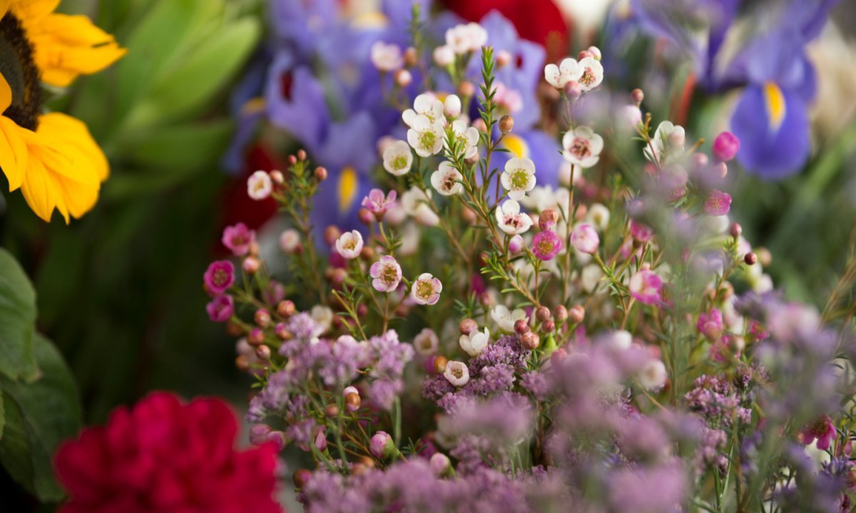 Pun pogodak za svaki vrt: Ove šarene trajnice lako se održavaju i rastu godinama - tportal
