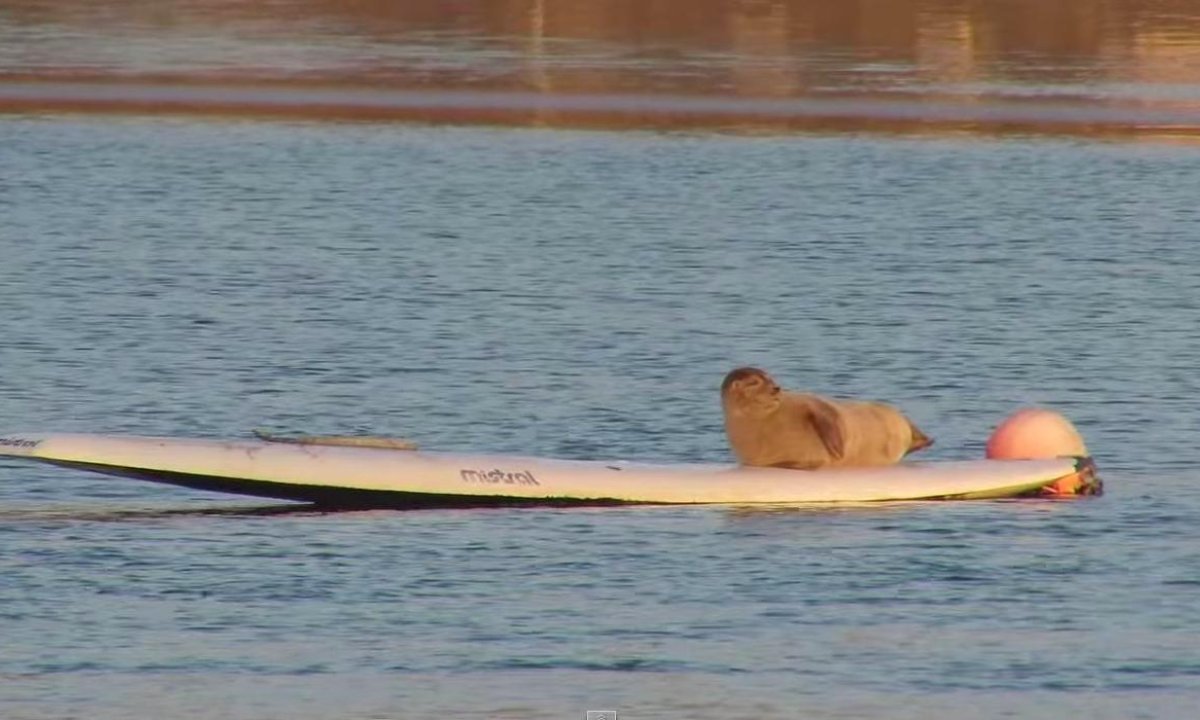 Prekrasni tuljan uživa u sunčanom danu - tportal