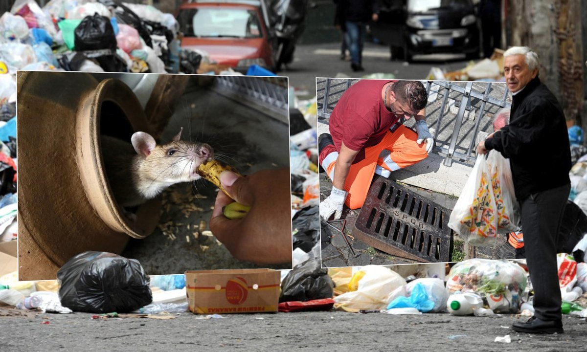 Štakori preplavljuju gradove, otrovi im ne mogu ništa: Jedna njihova ...