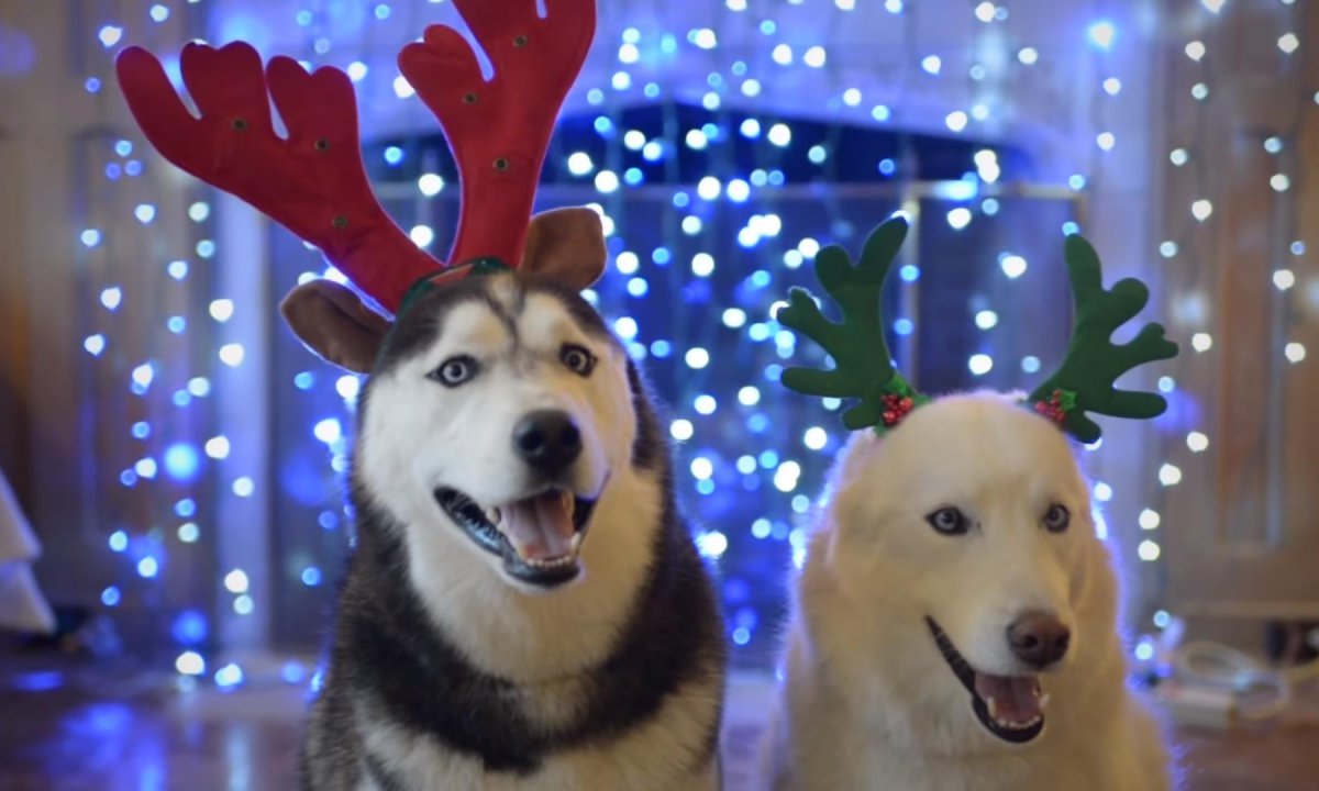 Prekrasni psi već su u blagdanskom raspoloženju - tportal