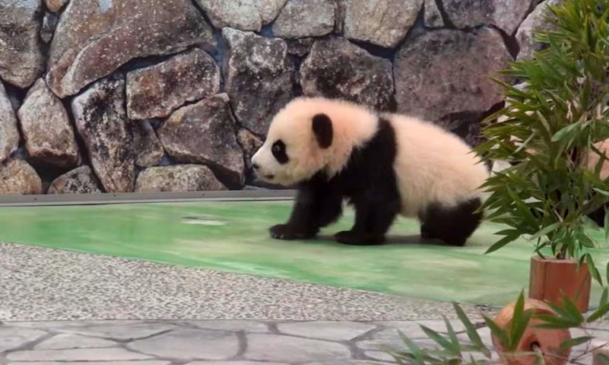 Neodoljiva pandica trči za svojim čuvarom - tportal