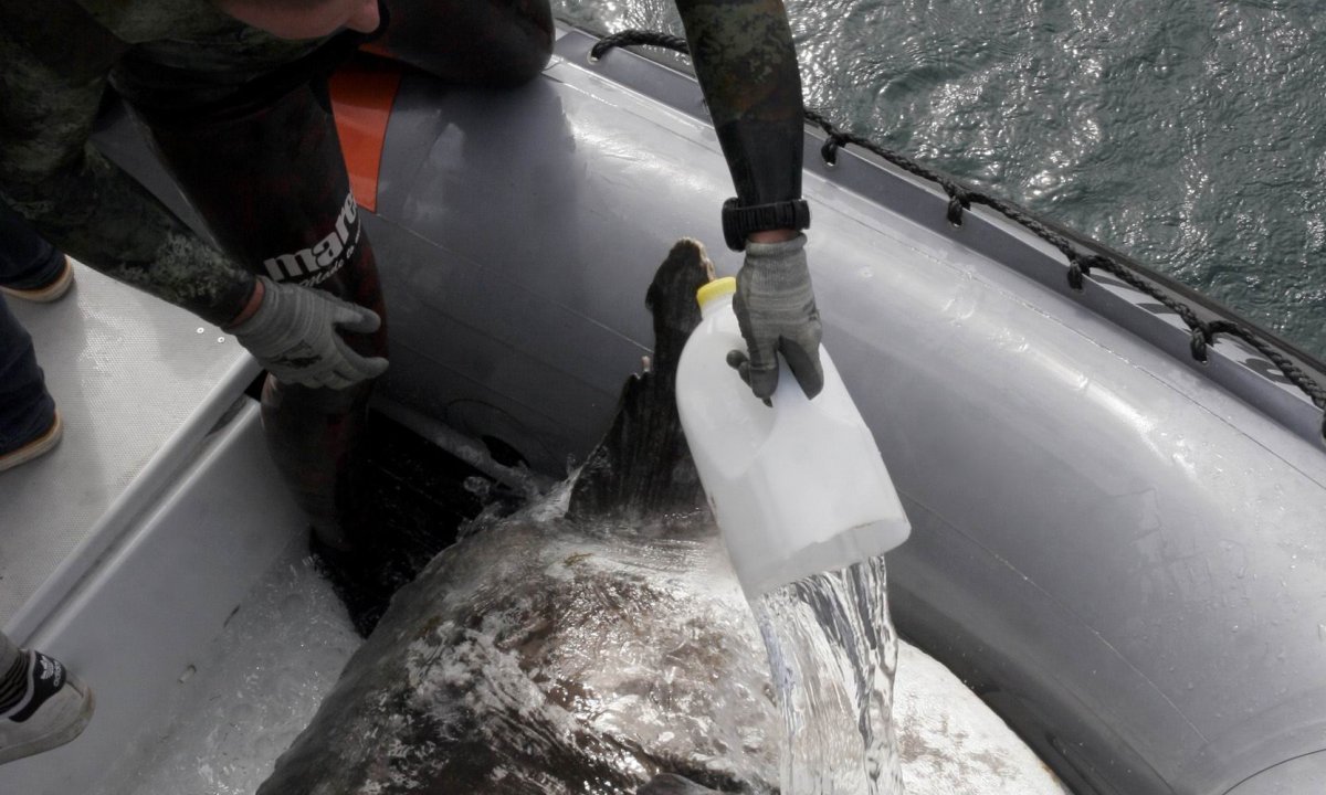 Veliki bucanj se vratio u Rječinu - tportal