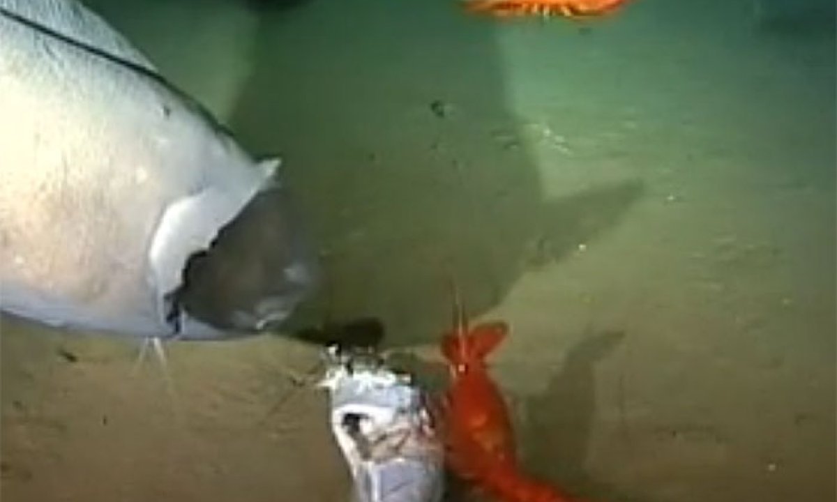 Neobične životinje snimljene na 7.000 metara dubine! - tportal