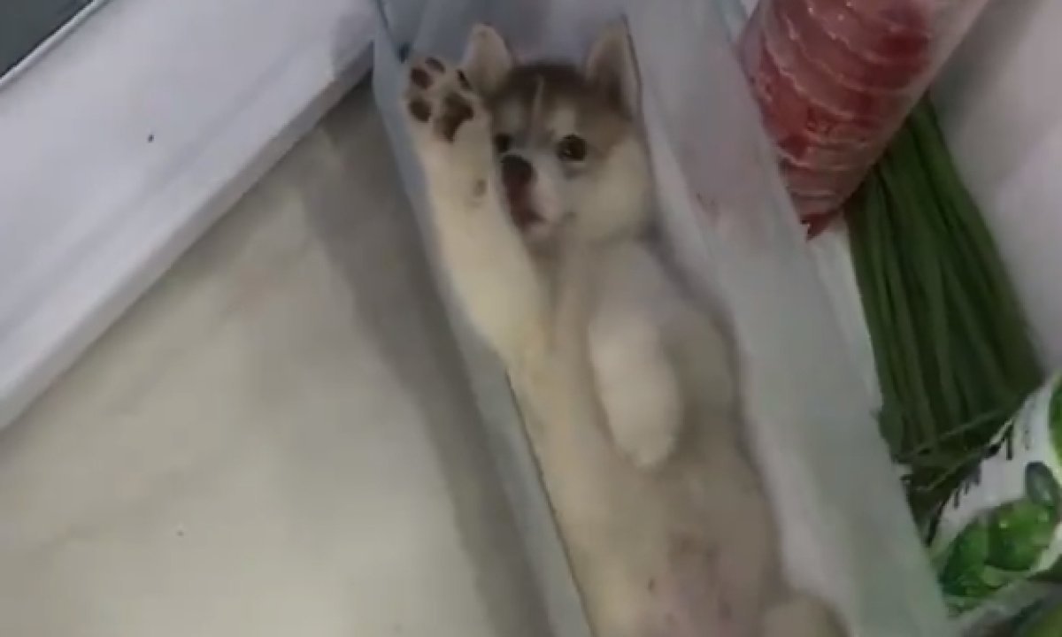 Mali haski zna kako prebroditi ljetne vrućine - tportal