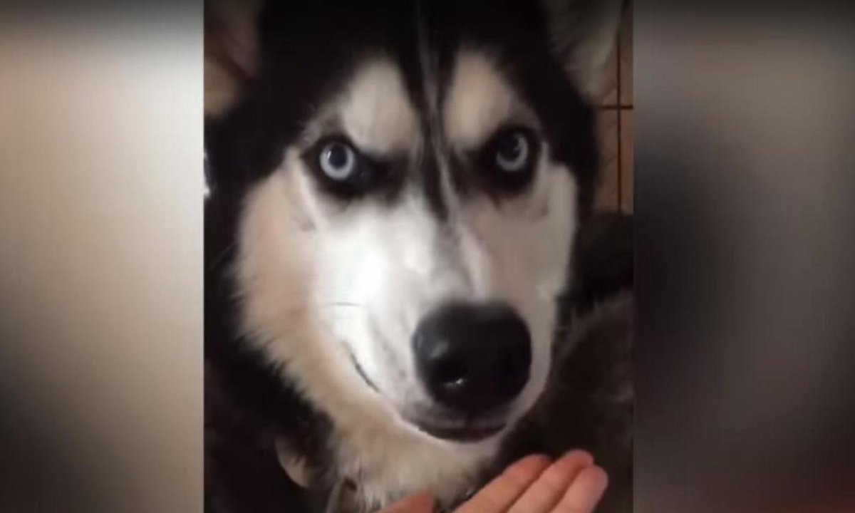 Lukavi pas ne da se nasamariti - tportal