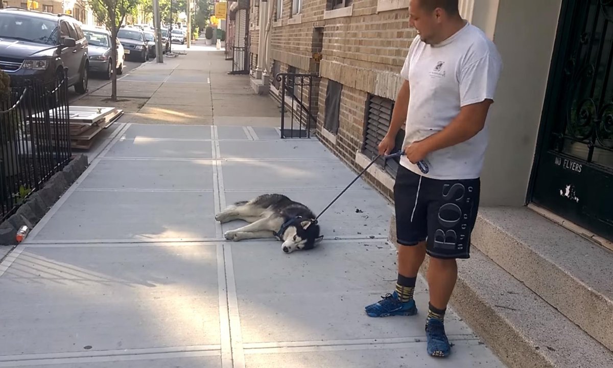 Tvrdoglavi haski ne želi doma nakon igre u parku - tportal