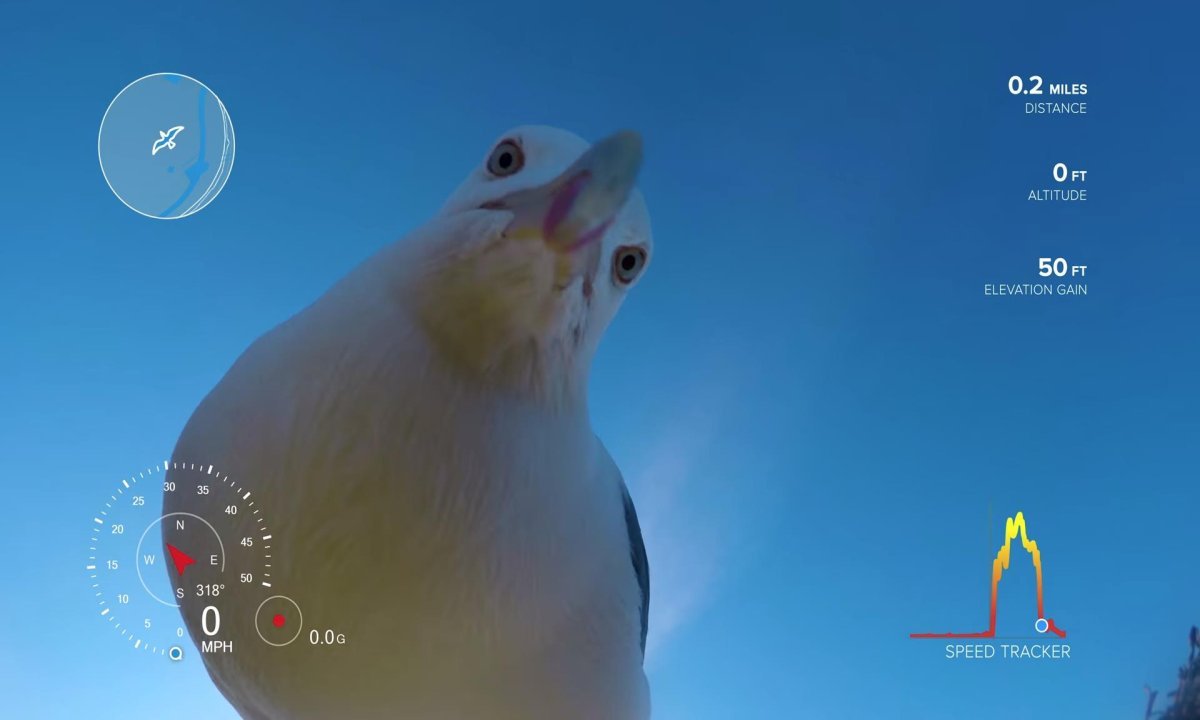 Kakav dripac: Galeb zgrabio kameru i pobjegao - tportal