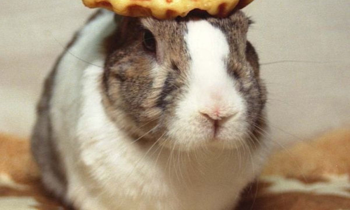 10 najpoznatijih zečeva - tportal