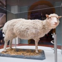 Nakon gotovo 20 godina znamo da smrt ovce Dolly nije povezana s ...