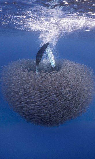 Ronilac se sakrio u jatu riba - tportal