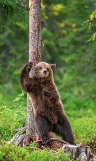 Rasplesani medvjed apsolutno je sjajan - tportal