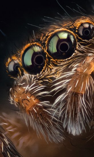 Ma tko to mene gleda? Pauci doista imaju neobično hipnotizirajuće oči ...