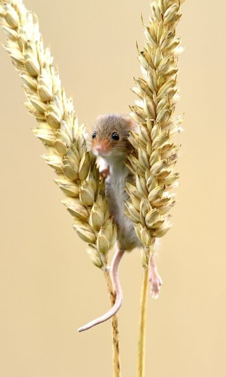 Svatko je Tarzan u svojoj džungli, pa tako i mali poljski miš! - tportal