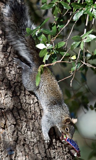 Dobrodošli u svijet vjeverica! - tportal