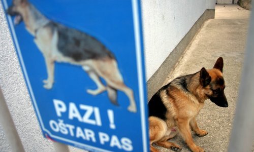 opasni psi - tportal