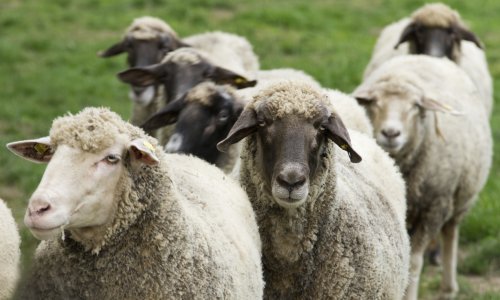 ovčarstvo - tportal