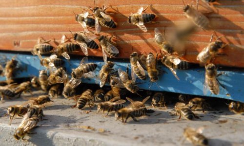 ubod insekta - tportal