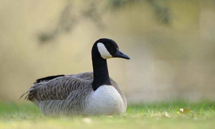 Nitko nije brži od druželjubive guske - tportal