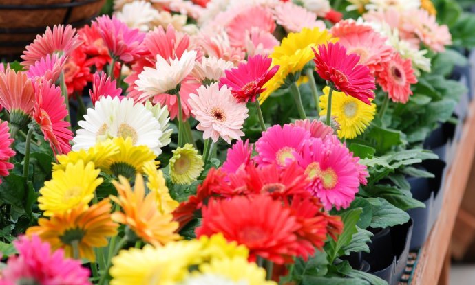 Gerberi oduševljavaju prekrasnim cvijetom i puno su više od dodatka ...