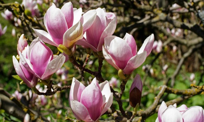 Zaljubljeni ste u predivne magnolije? Evo kako da vam uspiju u vrtu - tportal