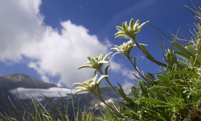 Uspješno smanjuje bore: Zapamtite ovu biljku, postala je najnovija ...