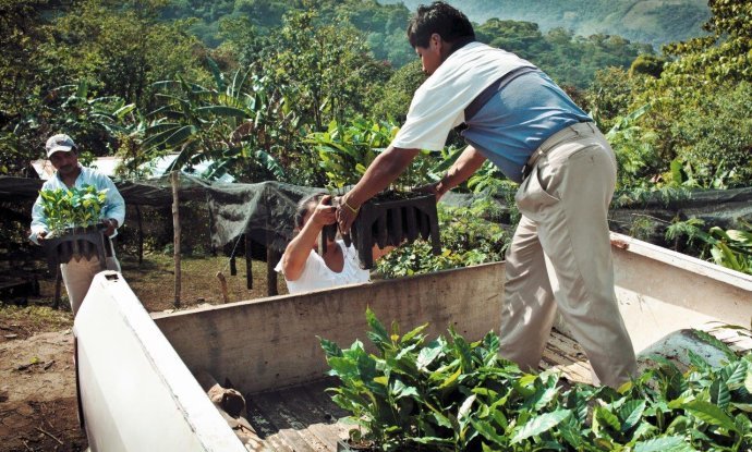 Cijena kave u narednih 30 godina rast će 76 posto - tportal