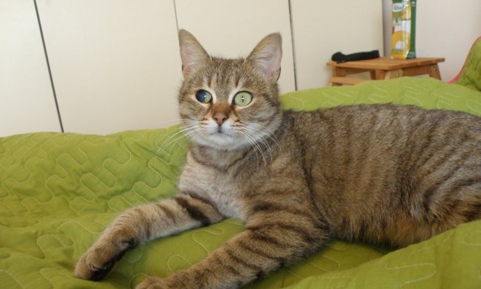 Ova slatka maca uskoro će izgubiti dom - tportal