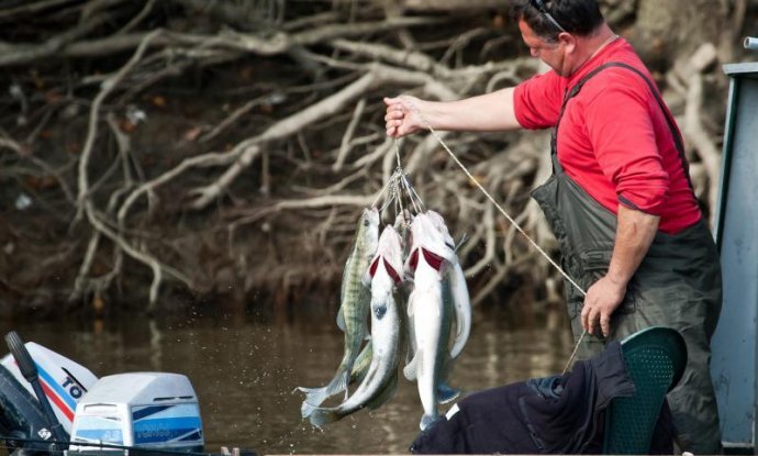 Na Dunavu treba više kontrole izlova ribe - tportal