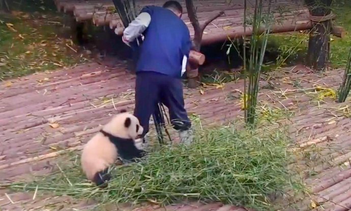 Pandica totalno obožava svog čuvara - tportal