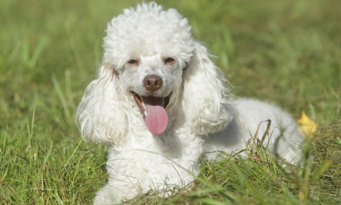 Što učiniti kad štene ima problema sa stolicom - tportal