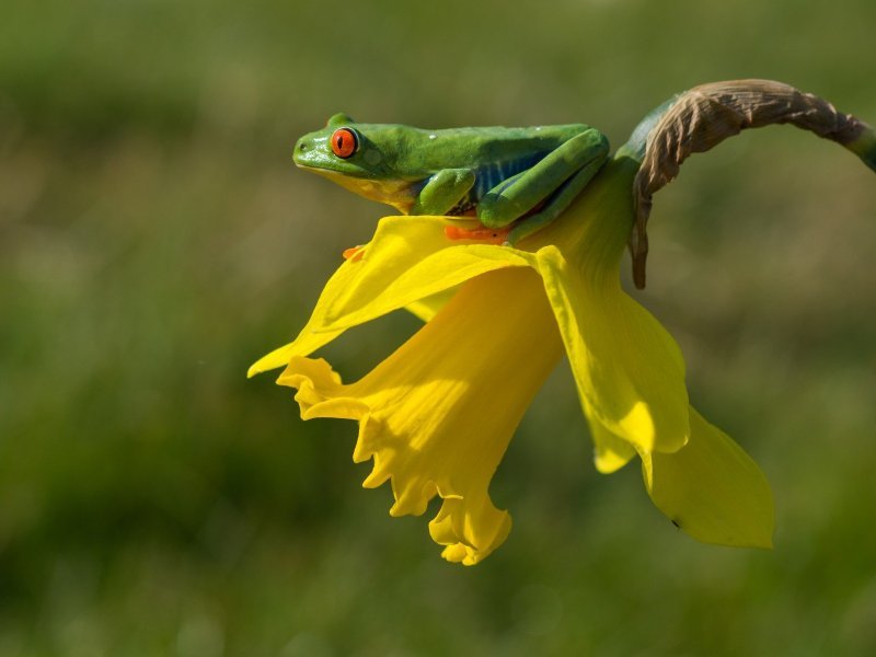 Tajni život žaba i buba apsolutno je prekrasan - tportal