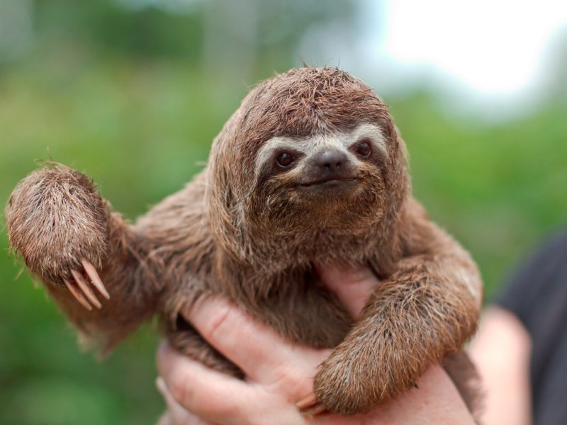 Ljenjivci su posebne životinje, evo i zašto - tportal